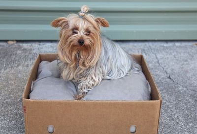 VIP dog beds | Bedding tips