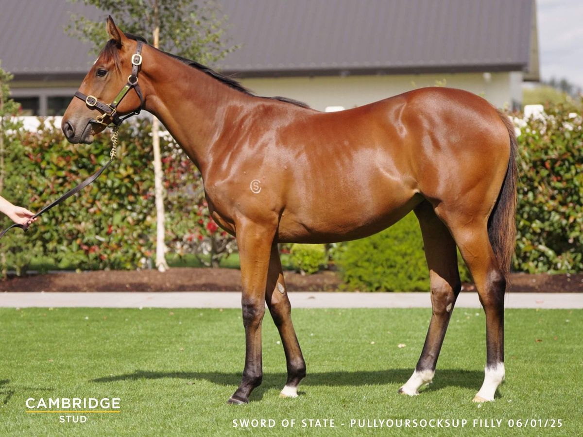 Richardson Racing Stables | Graham Richardson |Training excellence