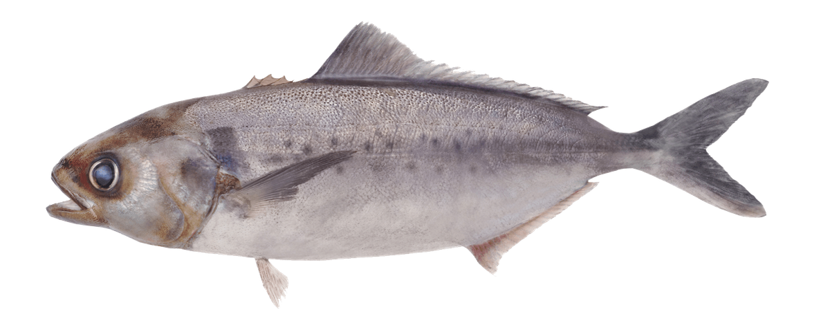 NZ Silver Warehou | Seriolella punctata | Vela Fishing