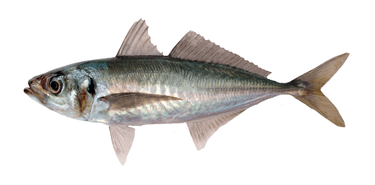 Jack Mackerel | Trachurus declivis (Greentail) | Trachurus murphyi ...