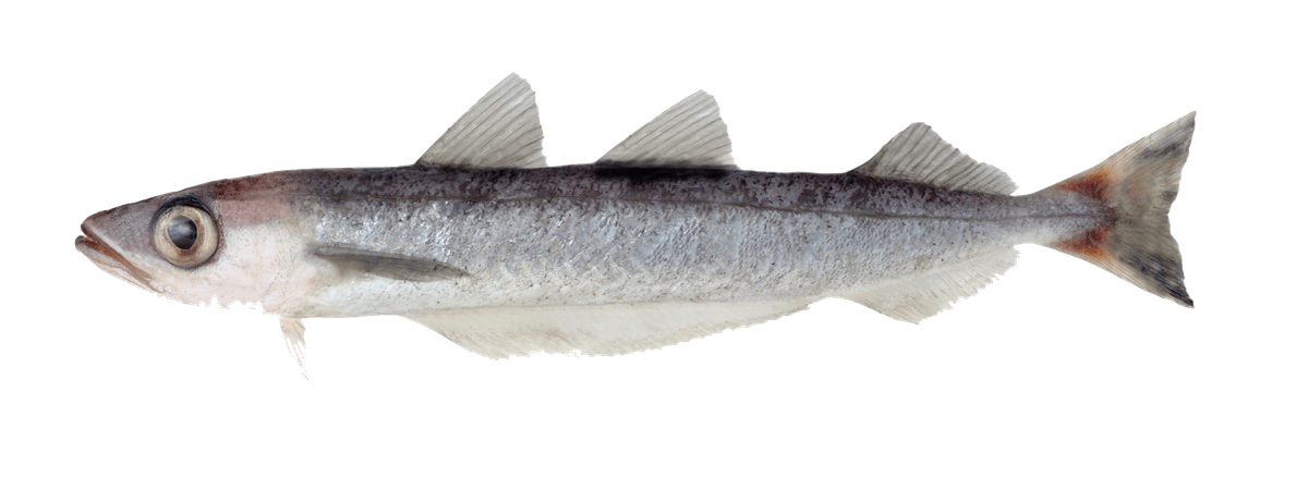 Southern Blue Whiting | Micromesistius australis | Vela Fishing