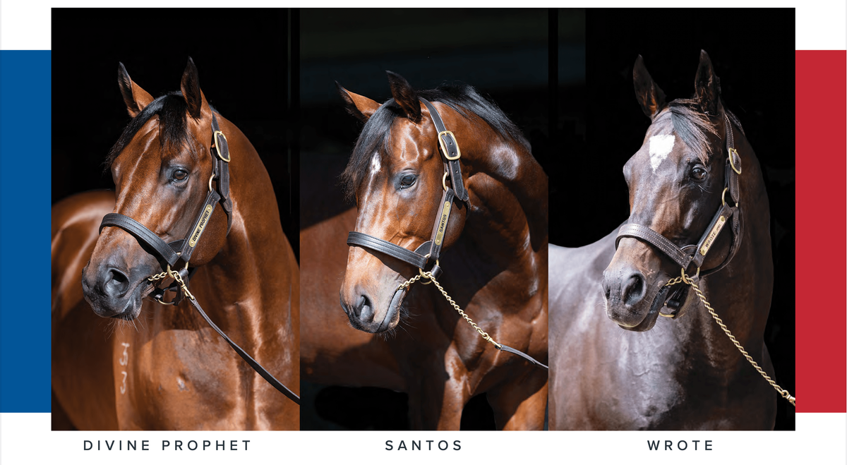 SENIOR STUD GROOM | Highview