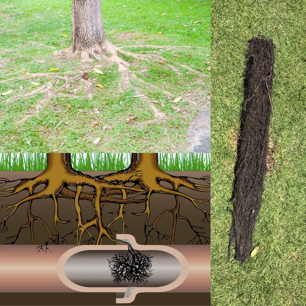 Alpha Drain Unblocking Auckland. In-Drain Root Cutting | Alpha Drain