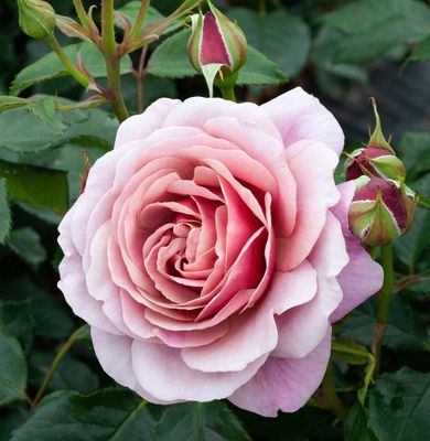 Cuppa Tea - New Release 2024, Floribunda Roses | Roses at Cust ...