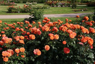 Phoenix - New Release 2025, Floribunda Roses | Roses at Cust & Cottage ...