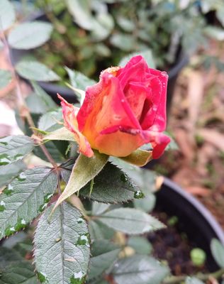 Glowing Amber, Miniature Roses | Roses at Cust & Cottage Roses
