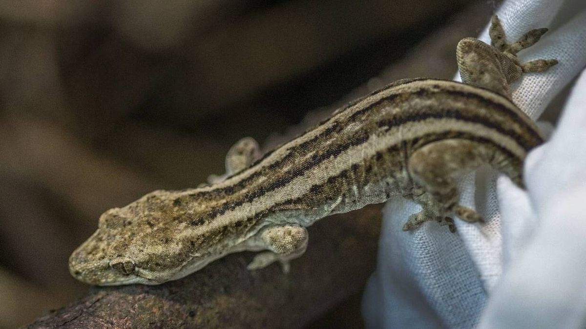 Point Bush Ecosanctuary | | Canterbury Gecko