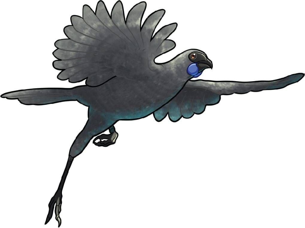 TAIAO | Tapuika Iwi Authority