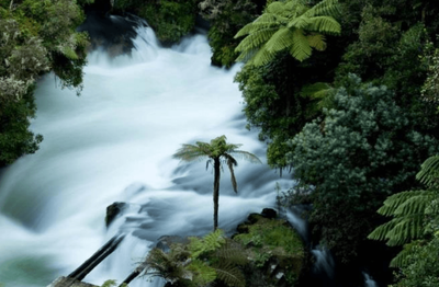 Tapuika Taiao | Tapuika Iwi Authority