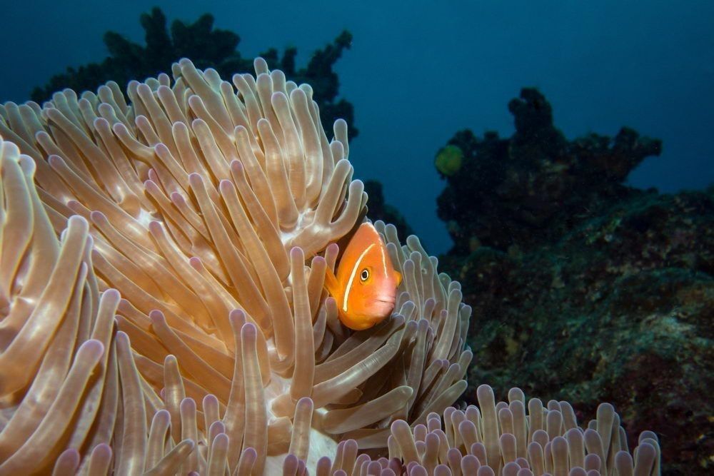 Dive Zone Tauranga | Home