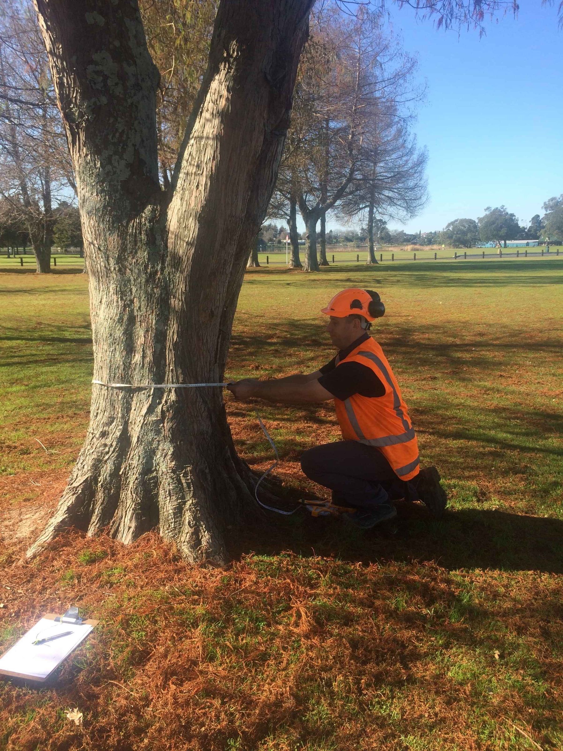 Tree Consultancy Services in Hamilton - Tree Menders