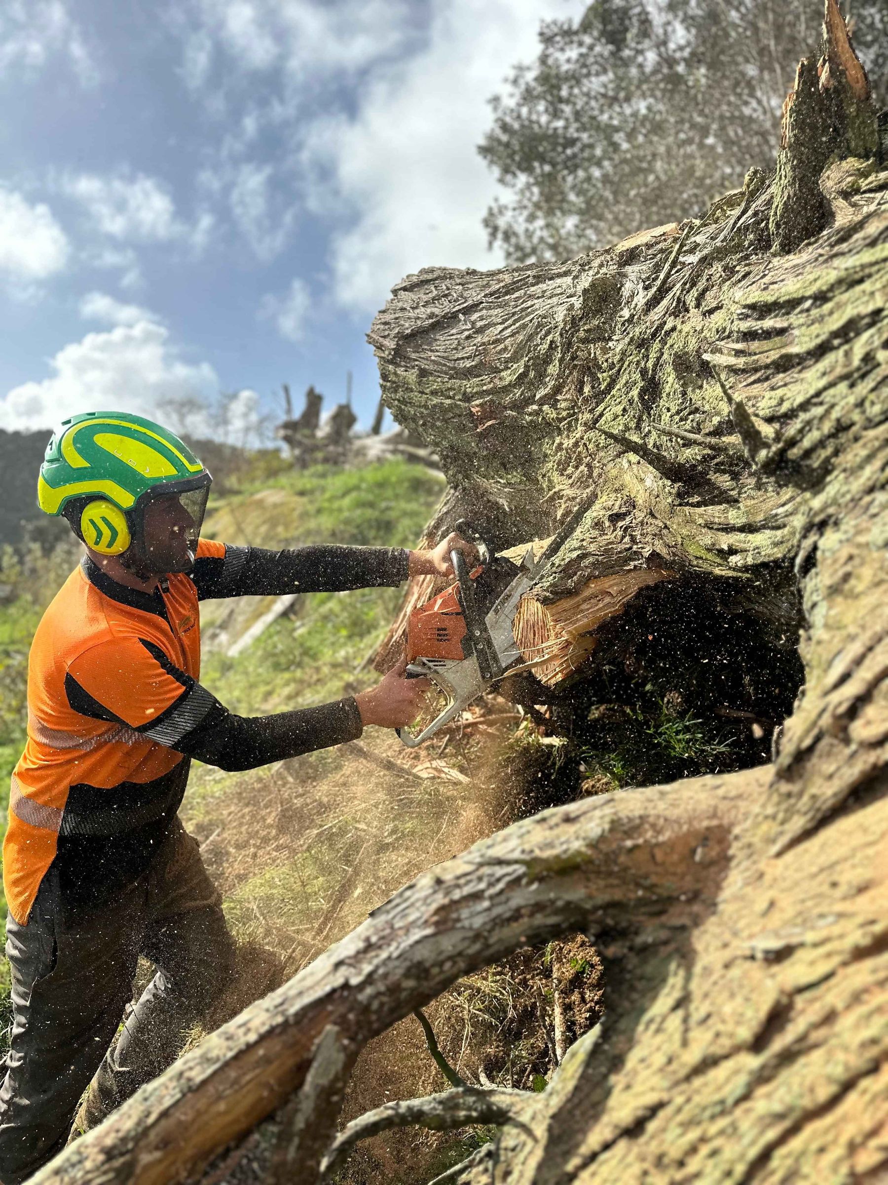 Tree Menders | Hamilton Arborists of choice