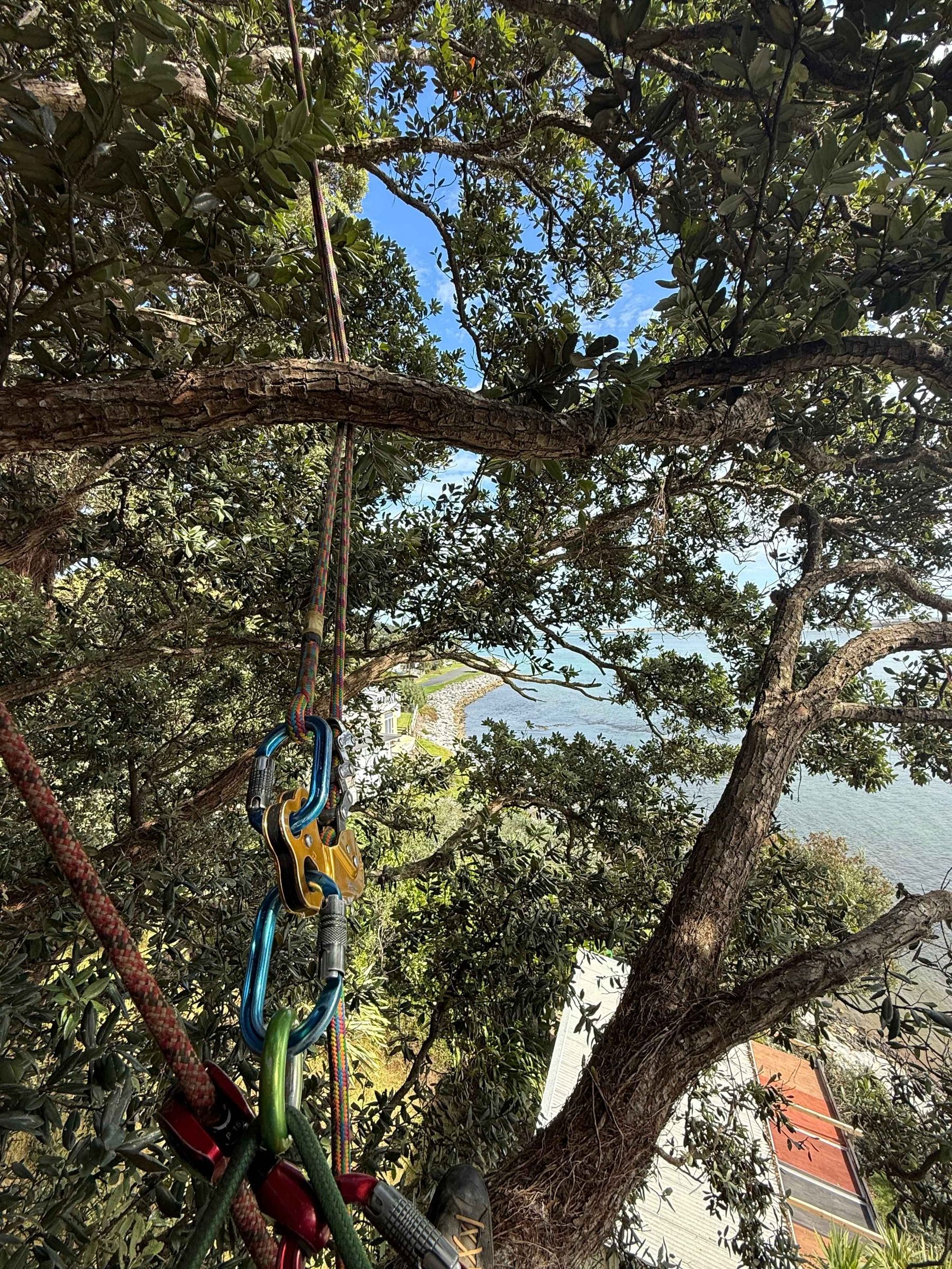 Tree service hamilton | Tree Menders