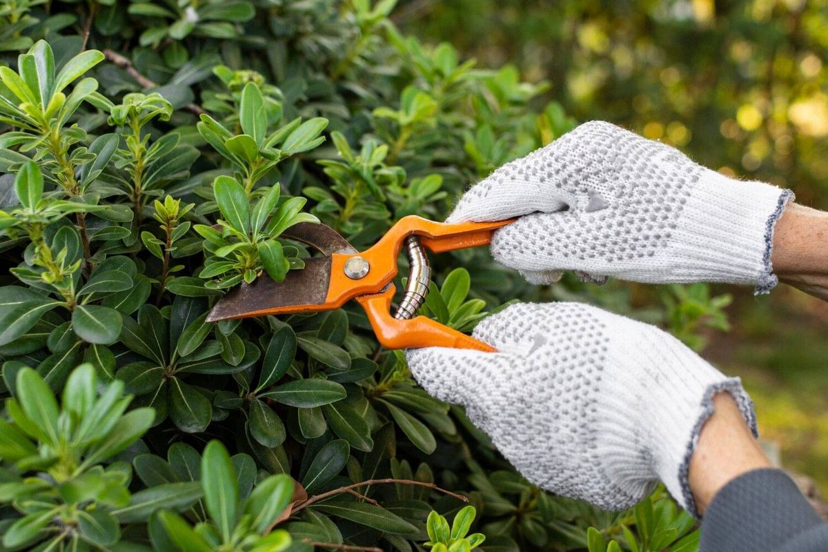 Garden Pruning | Marc Doyle Treework | Marc Doyle Treework