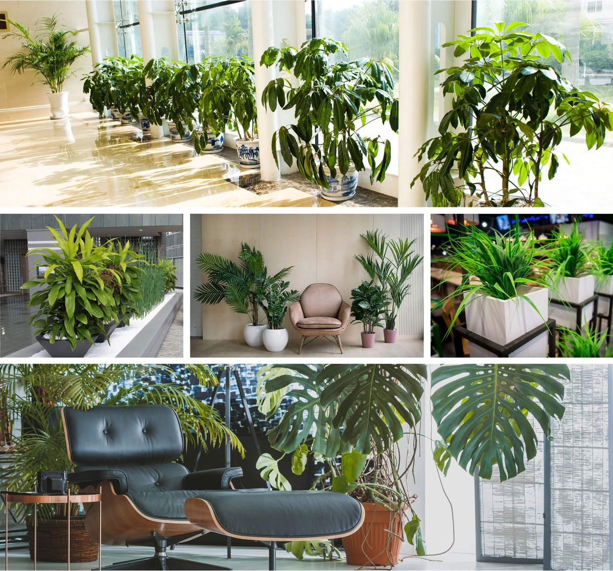 The Tree Company | Event Plant Hire | Small to Large Indoor Plants for Hire