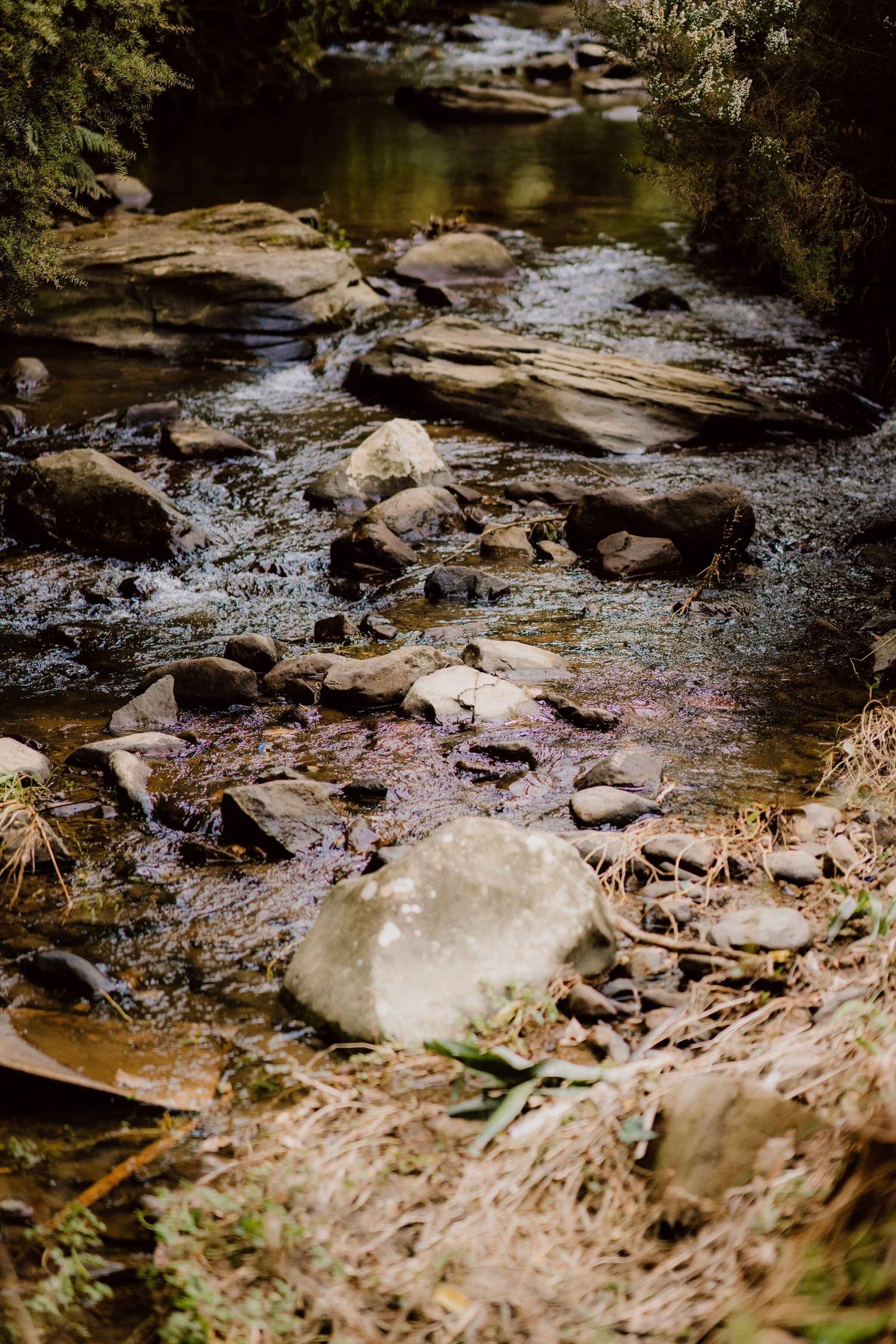 Our Kaupapa | The Forest ECE