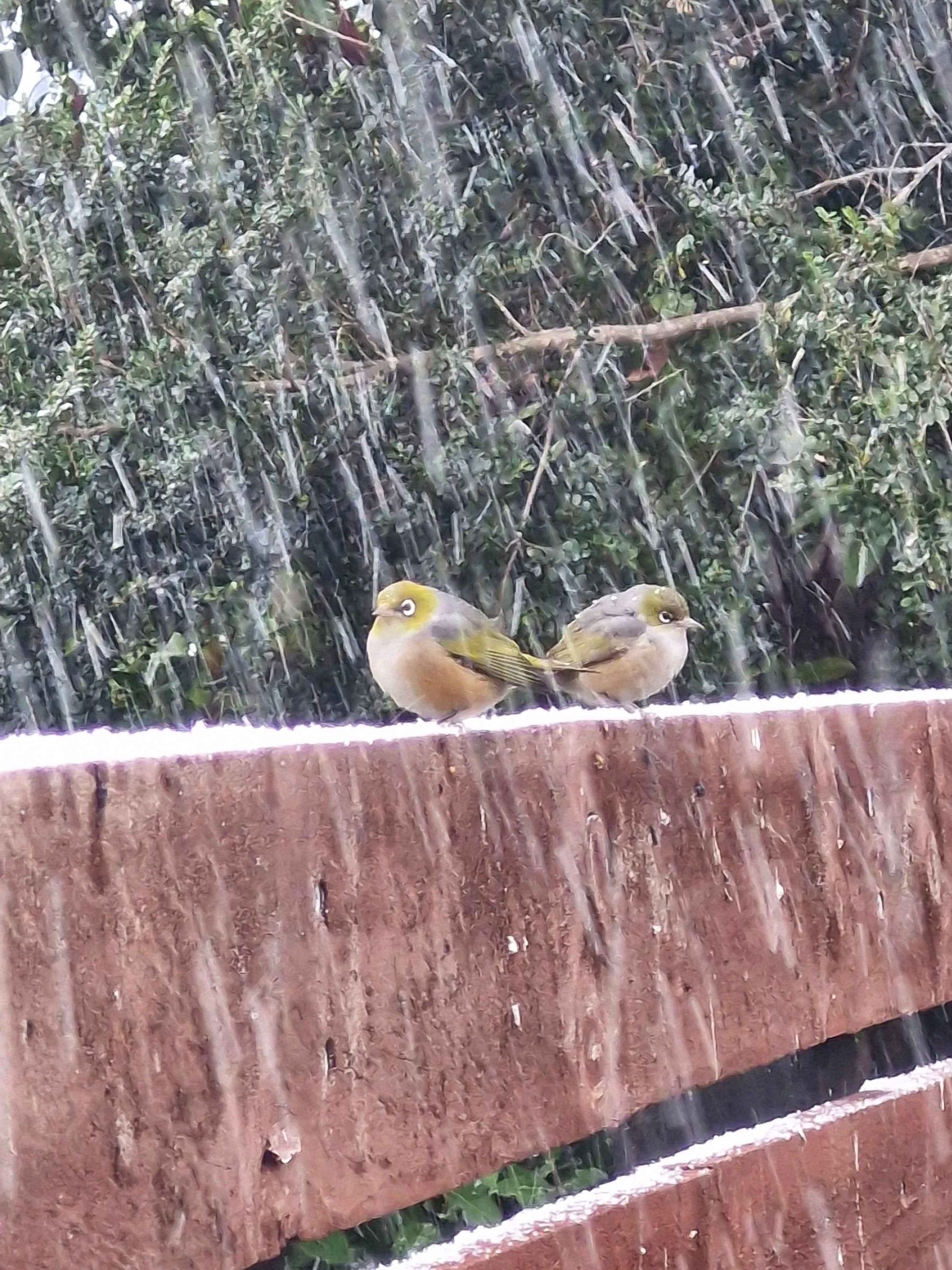 Native birds | Springburn Nursery