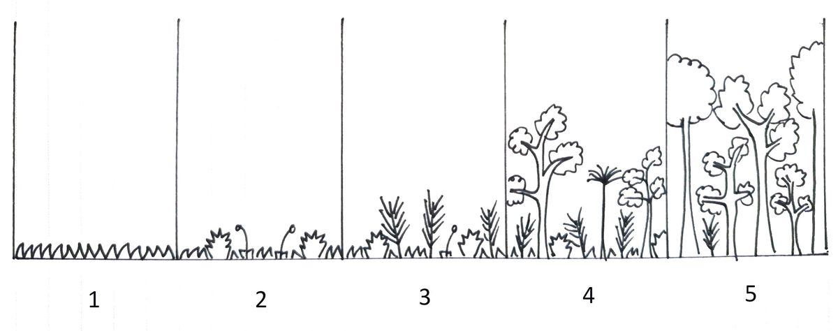 Ecological succession | Springburn Nursery