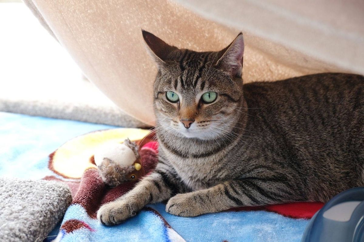 Caring and rehoming displaced or unwanted cats | Cats Protection Wellington