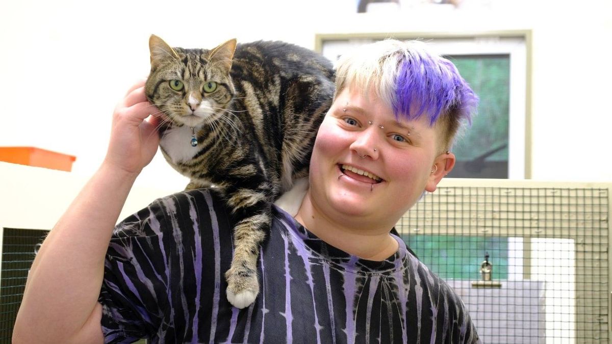 Volunteer to look after the cats at our shelter | Cats Protection ...