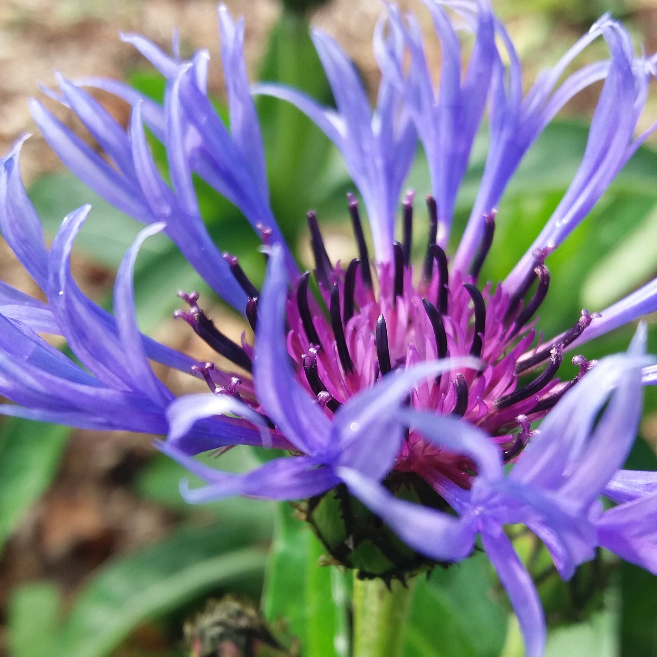 Centaurea cheiranthifolia, Perennial | Garden Plants