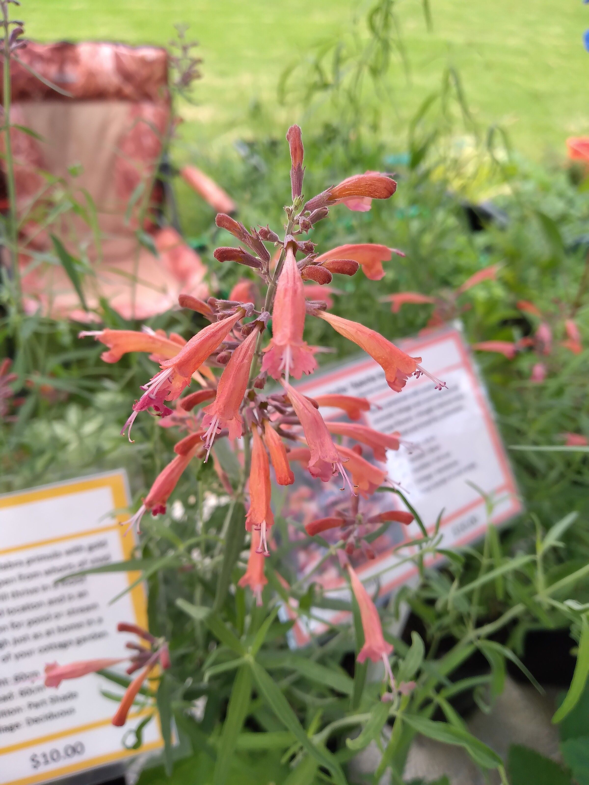 Perennial | Garden Plants