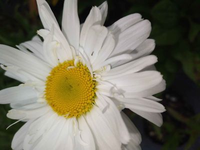 Leucanthemum x superbum ‘Snow Drift’, Perennial | Garden Plants