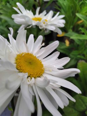 Leucanthemum x superbum ‘Snow Drift’, Perennial | Garden Plants