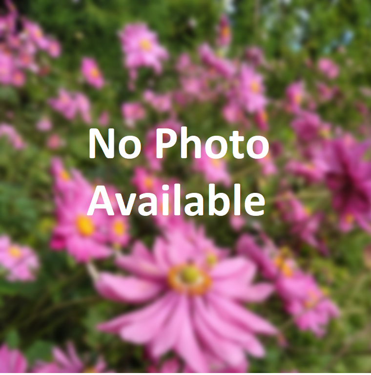 Helenium | Garden Plants