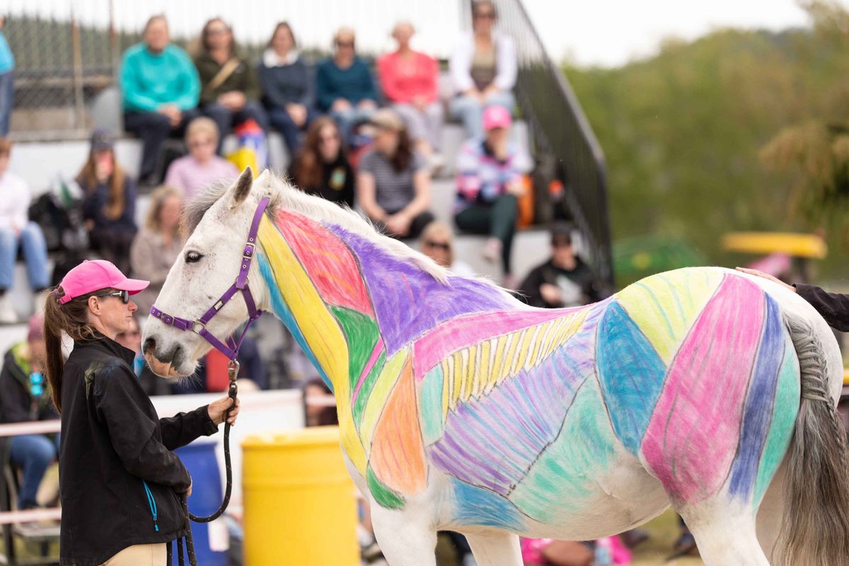 Equifest | A Premier Equine Event in Hamilton