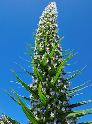 Echium pininana - White, Perennial Flowers | Crafted Earth