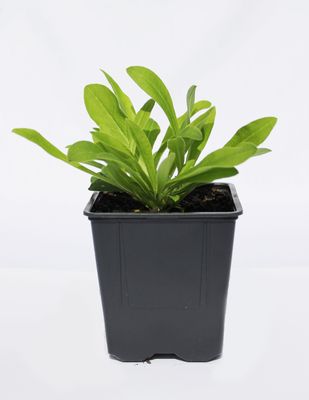 Silene capensis (African dream root), Herbs | Crafted Earth