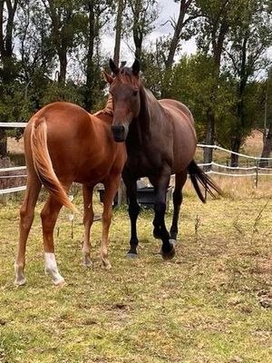 Bonnie and Sammie | Rodney Animal Rescue