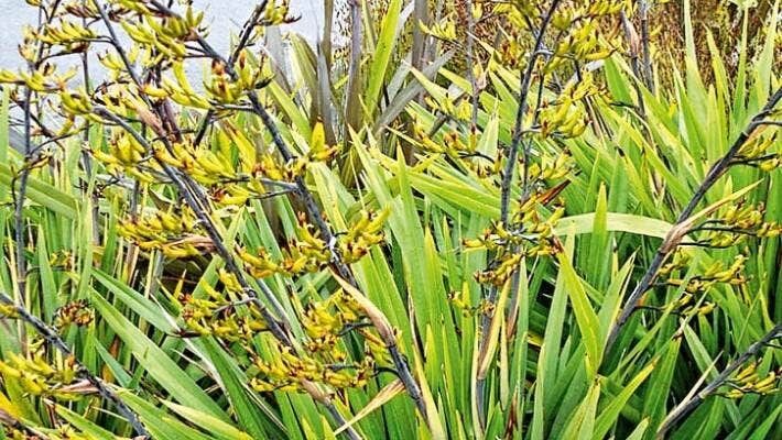 Mountain Flax | Restore Native