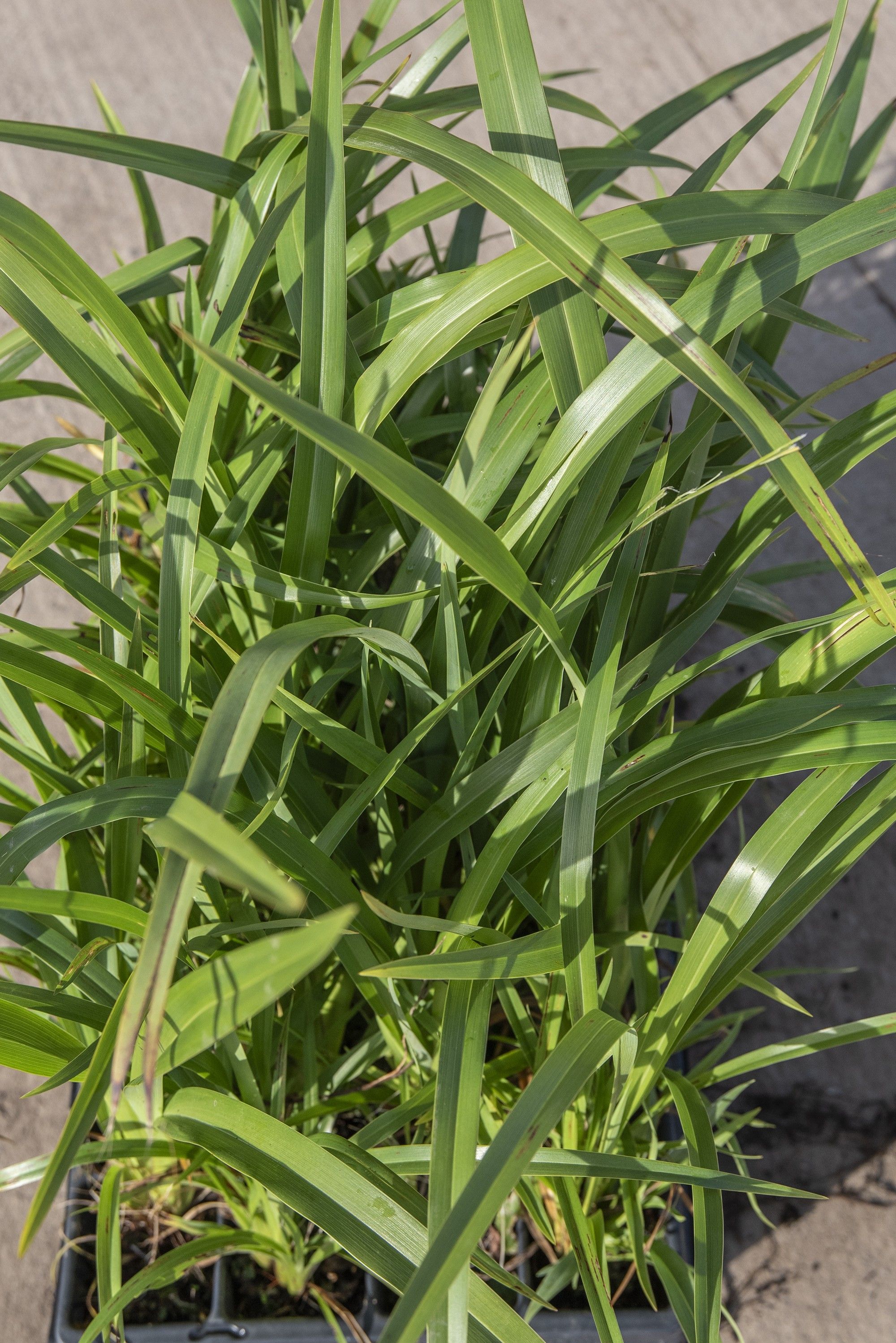 Mountain Flax | Restore Native