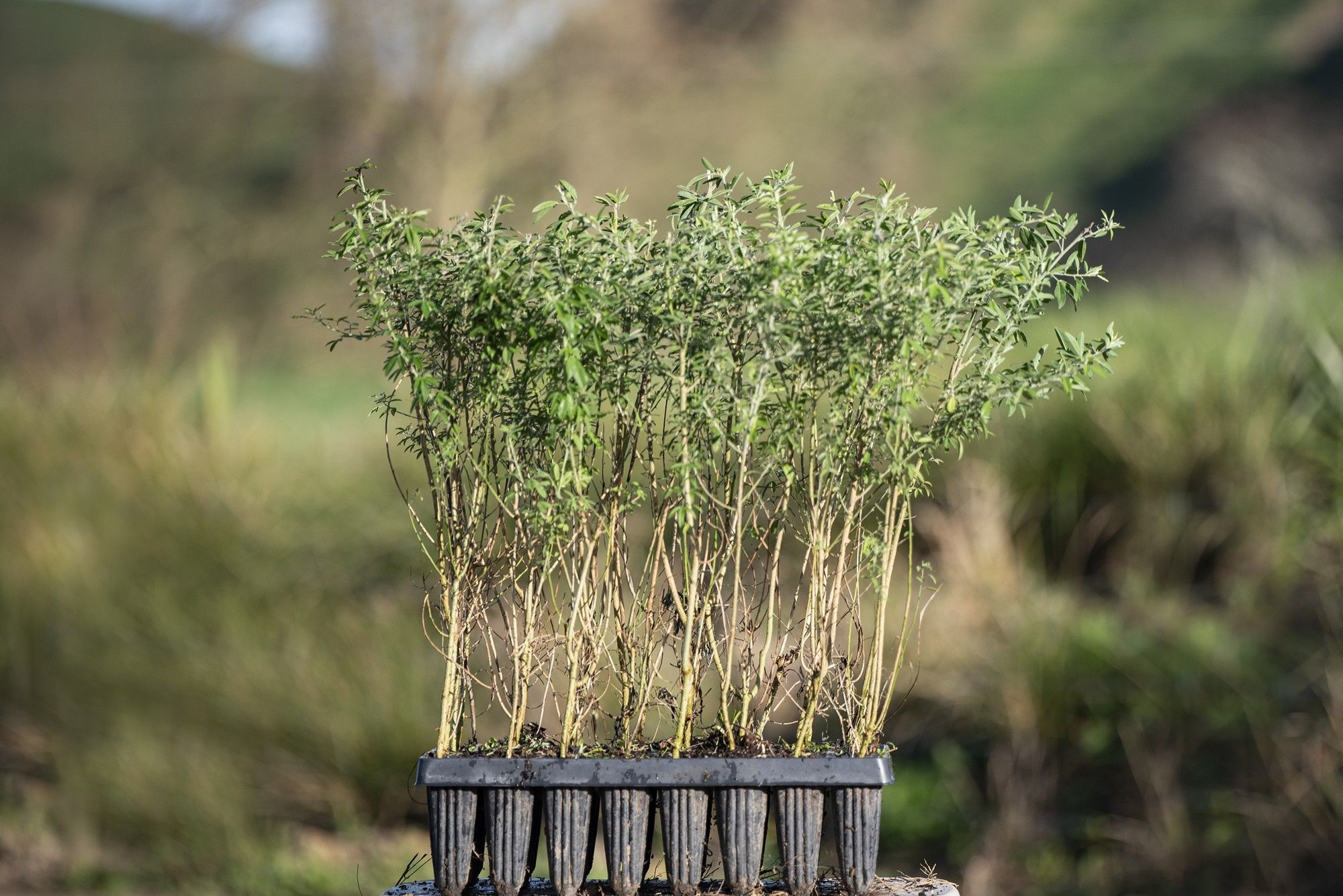 Tree Lucerne | Restore Native