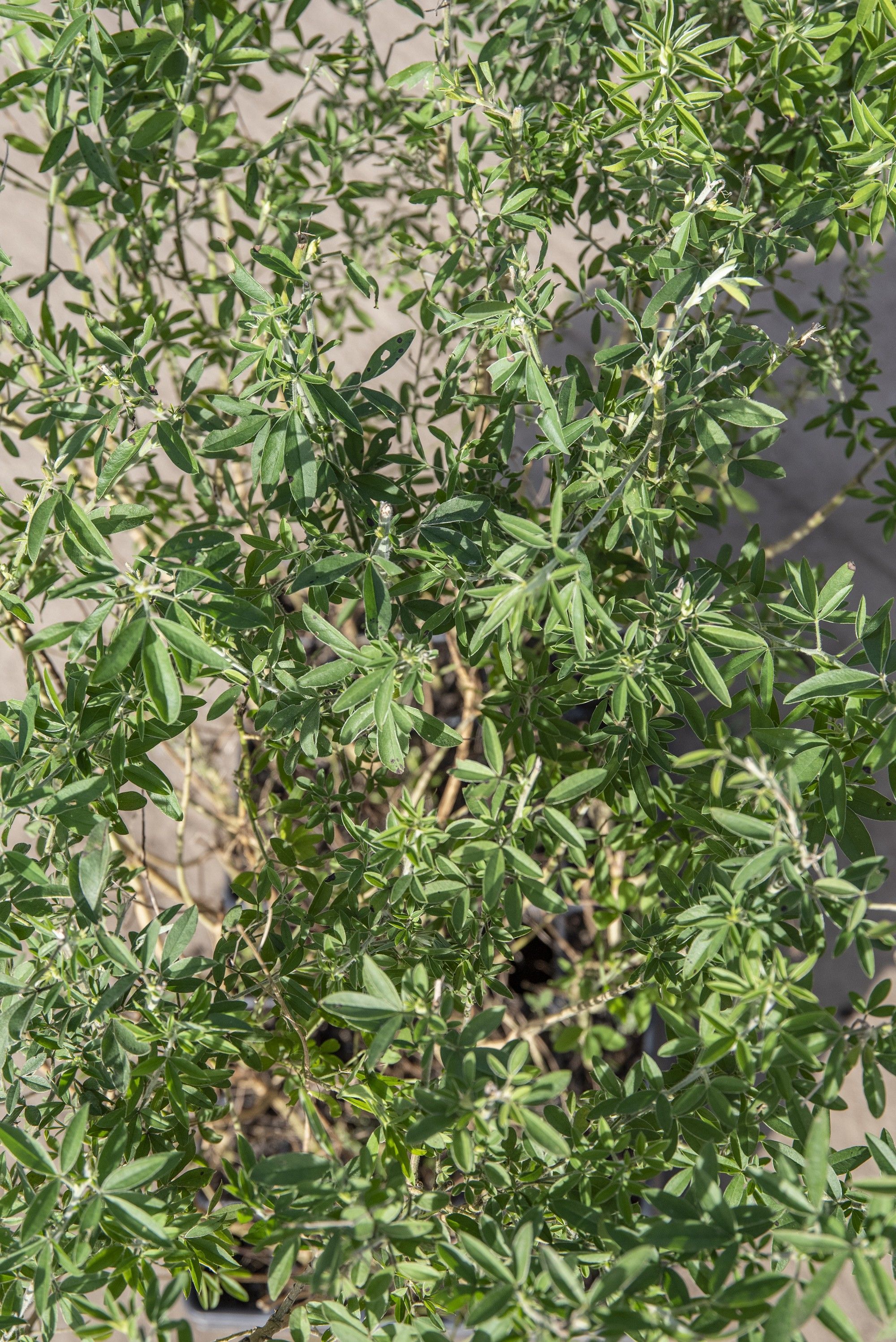 Tree Lucerne | Restore Native