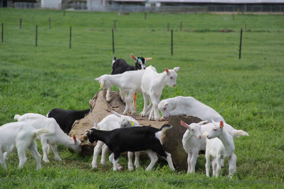 Holistic Farm Solutions | EM Animal