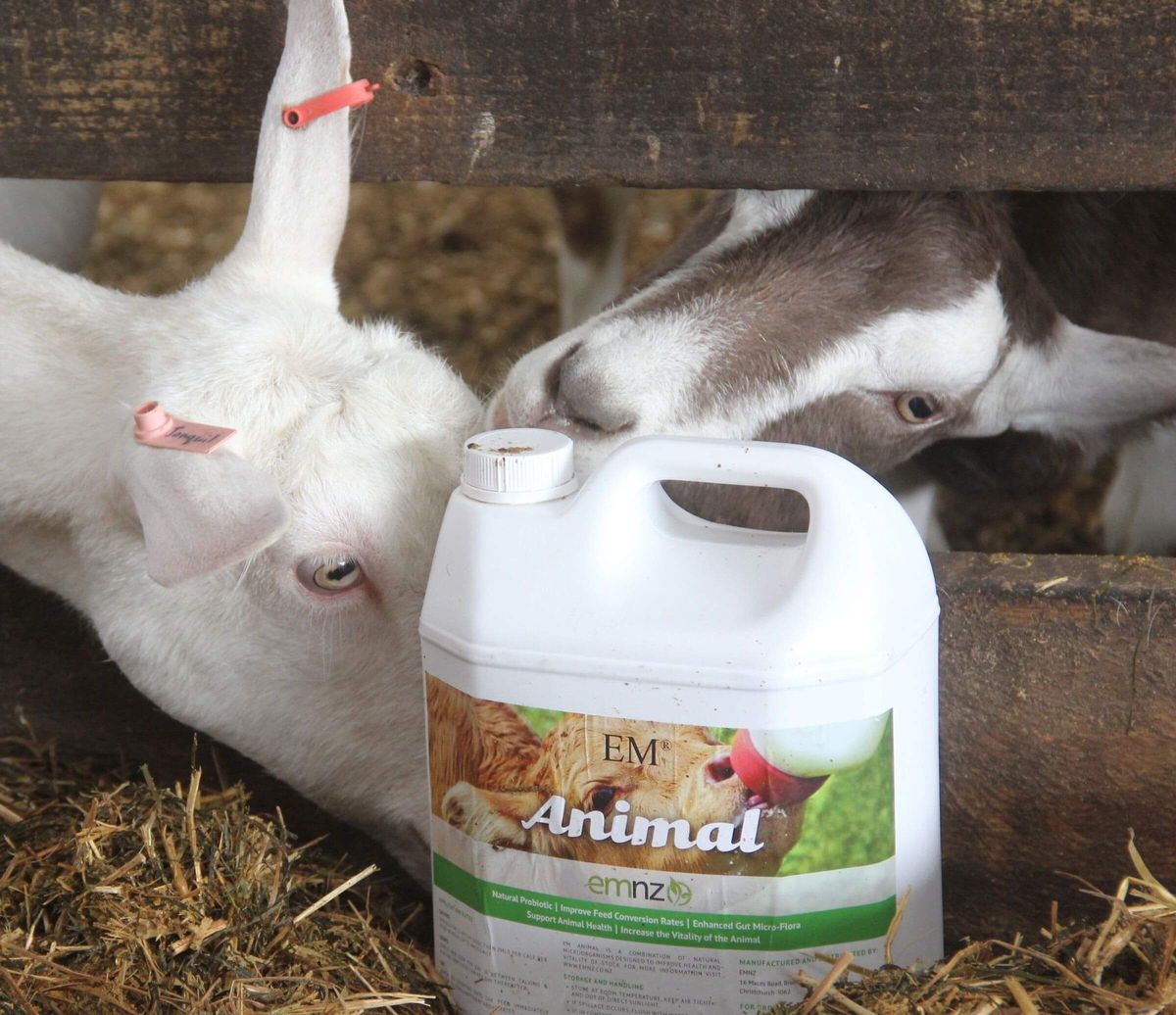 Farm Animal Health Waikato - Probiotics for Dairy Cows Bay of Plenty