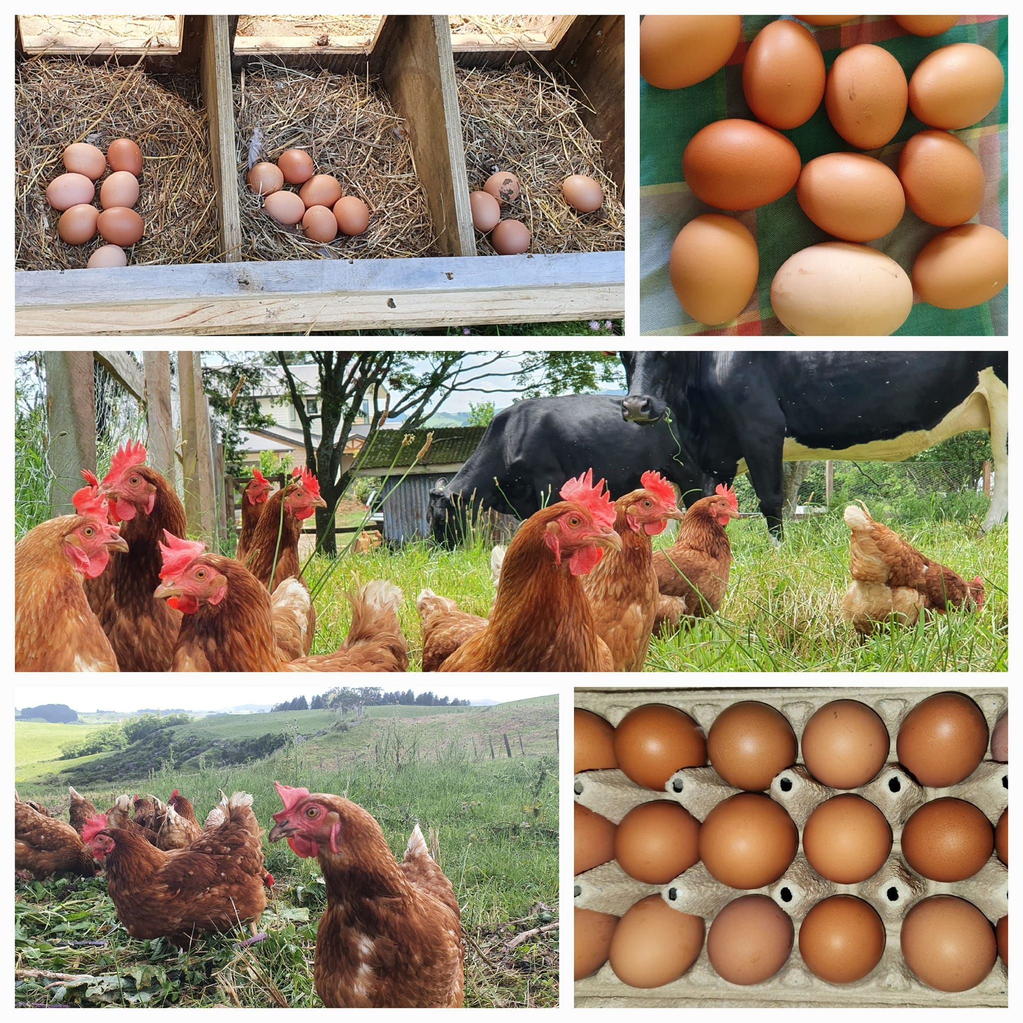 Free Range Eggs, Eggs | Waikato Farmers' Market