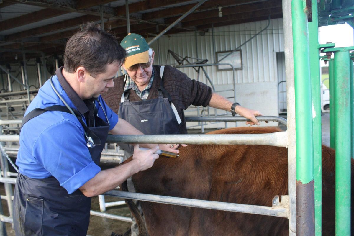 Farm Staff Training | The Cow Vets (2000) Ltd
