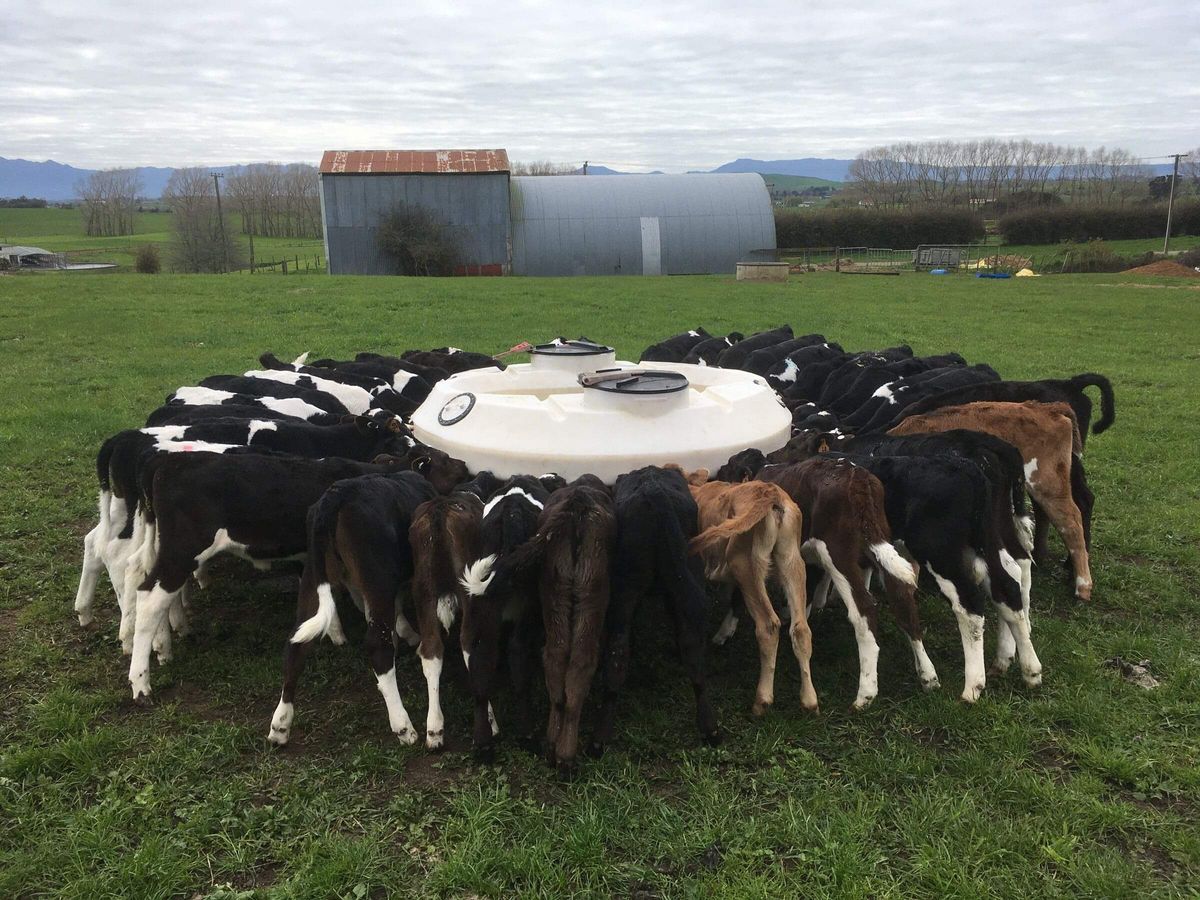 Heifer Rearing | The Cow Vets (2000) Ltd