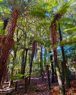 Going Bush | Ngaroma Natives