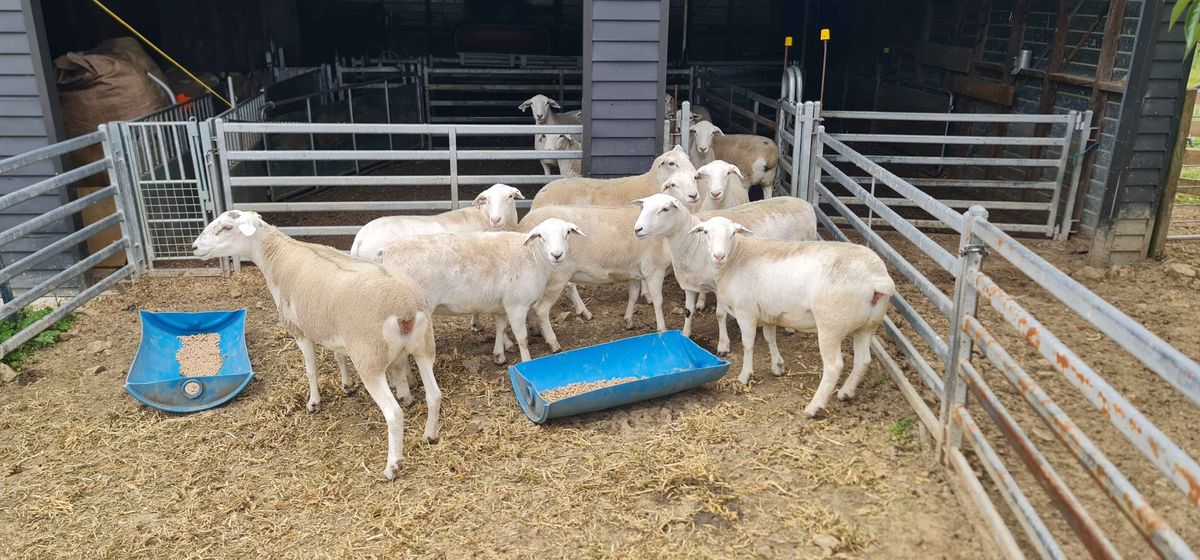 Aussie Whites | Majestic Sheep Breeders