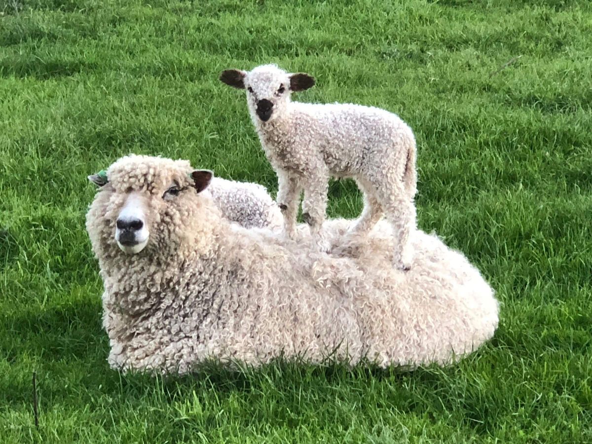 Frequently Asked Questions | Majestic Sheep Breeders