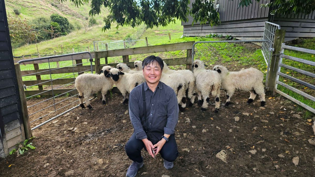 South Korea & Asia | Majestic Sheep Breeders