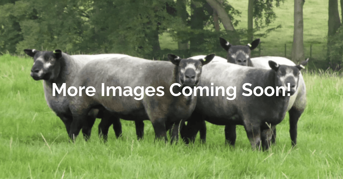 Blue Texel | Majestic Sheep Breeders