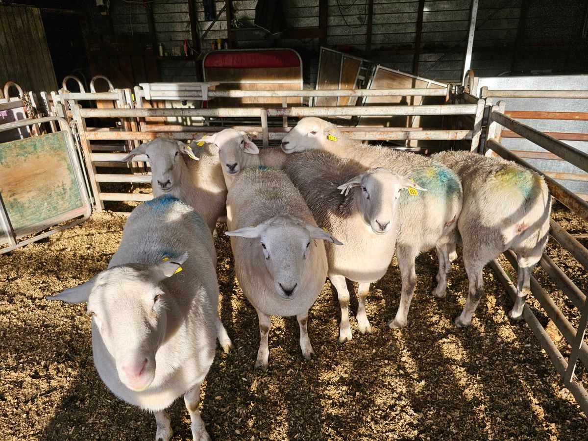 For Sale & Export | Majestic Sheep Breeders