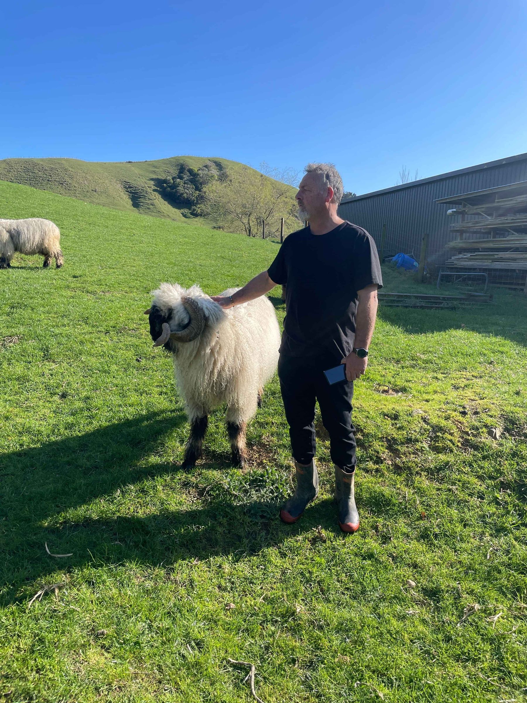 Contact Us | Majestic Sheep Breeders