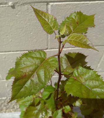 Aristotelia serrata - Makomako - Wineberry, Native